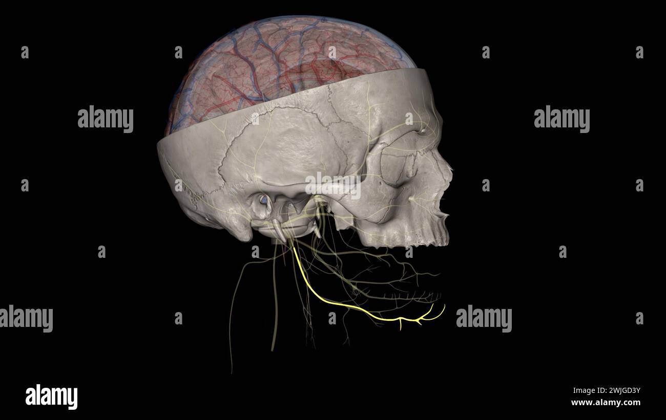 Nervio mandibular marginal -Fotos und -Bildmaterial in hoher Auflösung ...