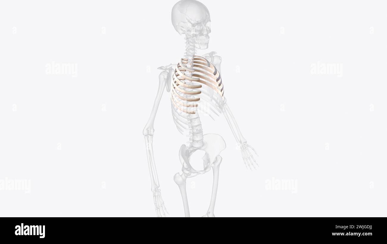 Die echten Rippen bestehen aus Rippenpaaren 1–7, wobei jede Rippe ...