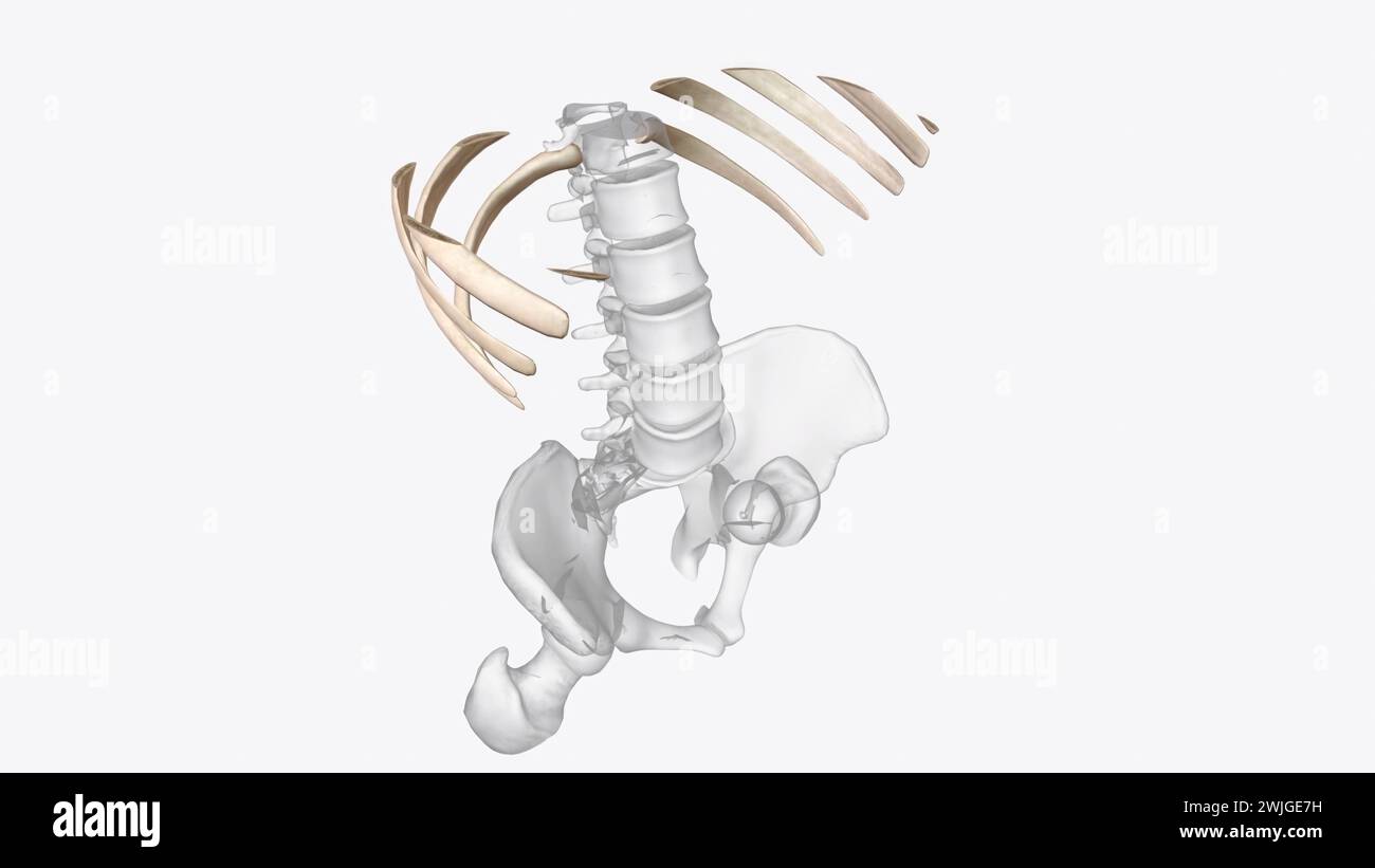 Esqueleto cartilaginoso -Fotos und -Bildmaterial in hoher Auflösung – Alamy