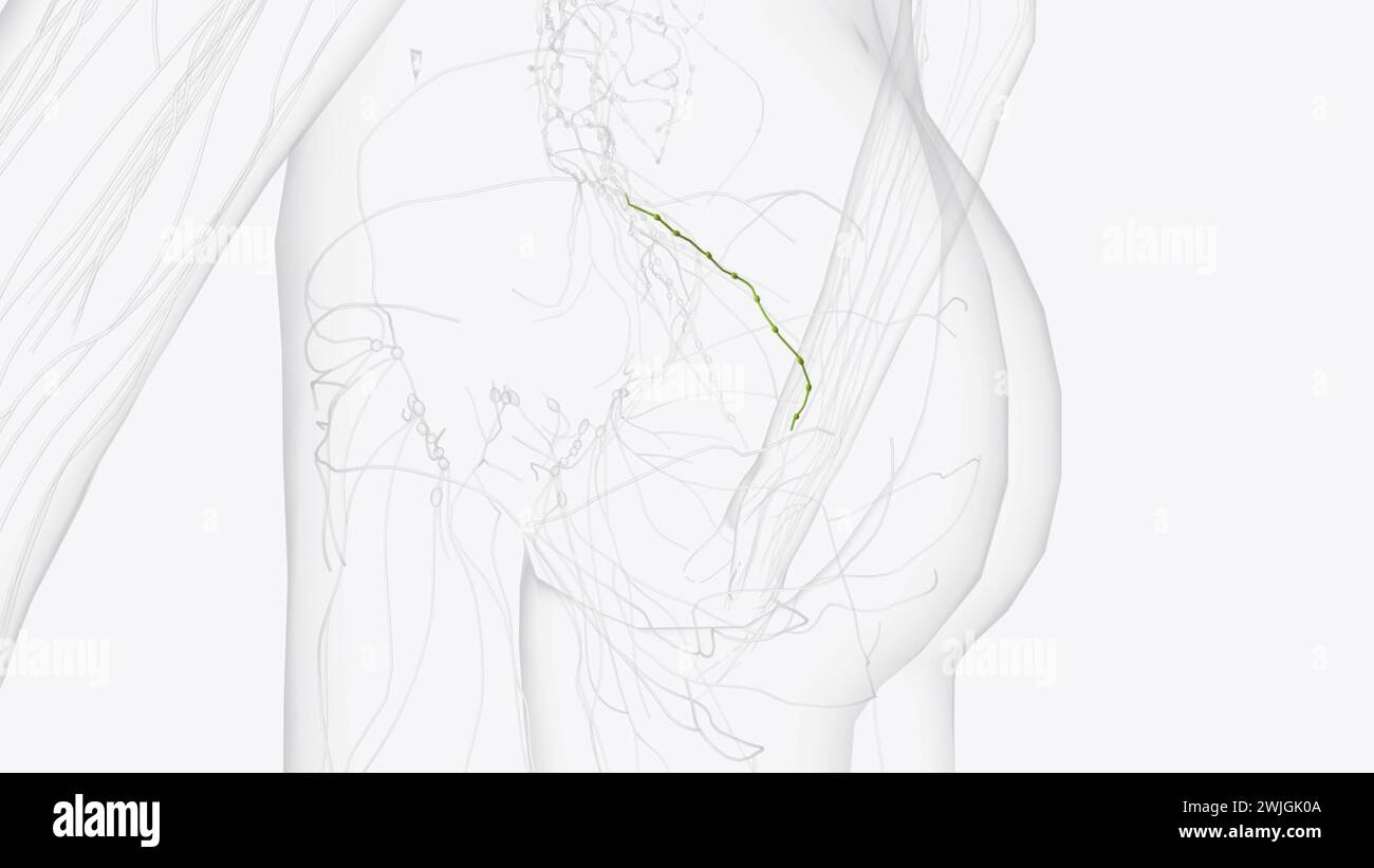 Rektale lymphknoten -Fotos und -Bildmaterial in hoher Auflösung – Alamy
