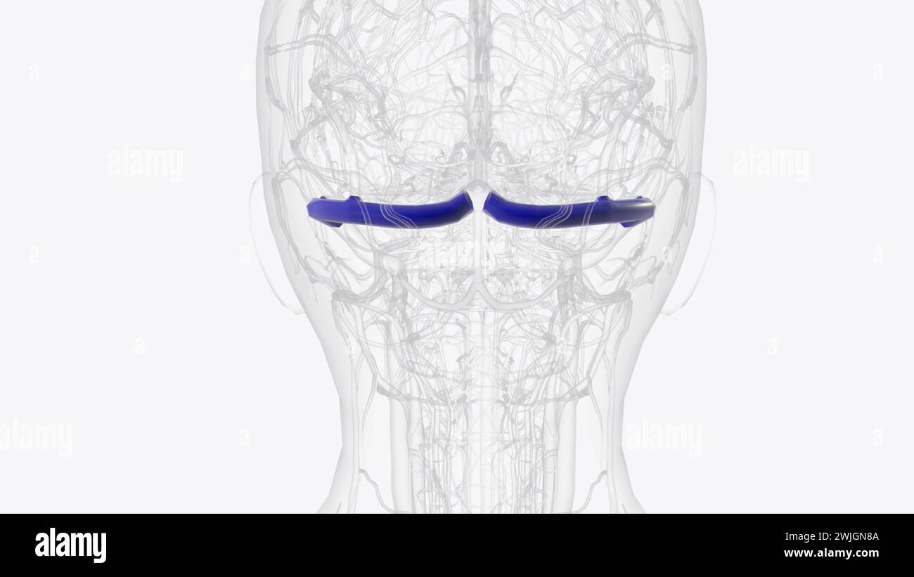 Transverse sinus -Fotos und -Bildmaterial in hoher Auflösung – Alamy