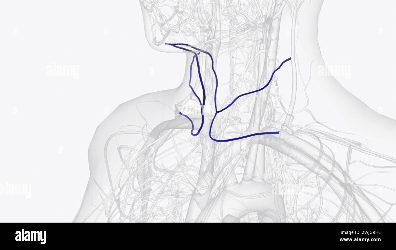 Anterior jugular vein -Fotos und -Bildmaterial in hoher Auflösung – Alamy