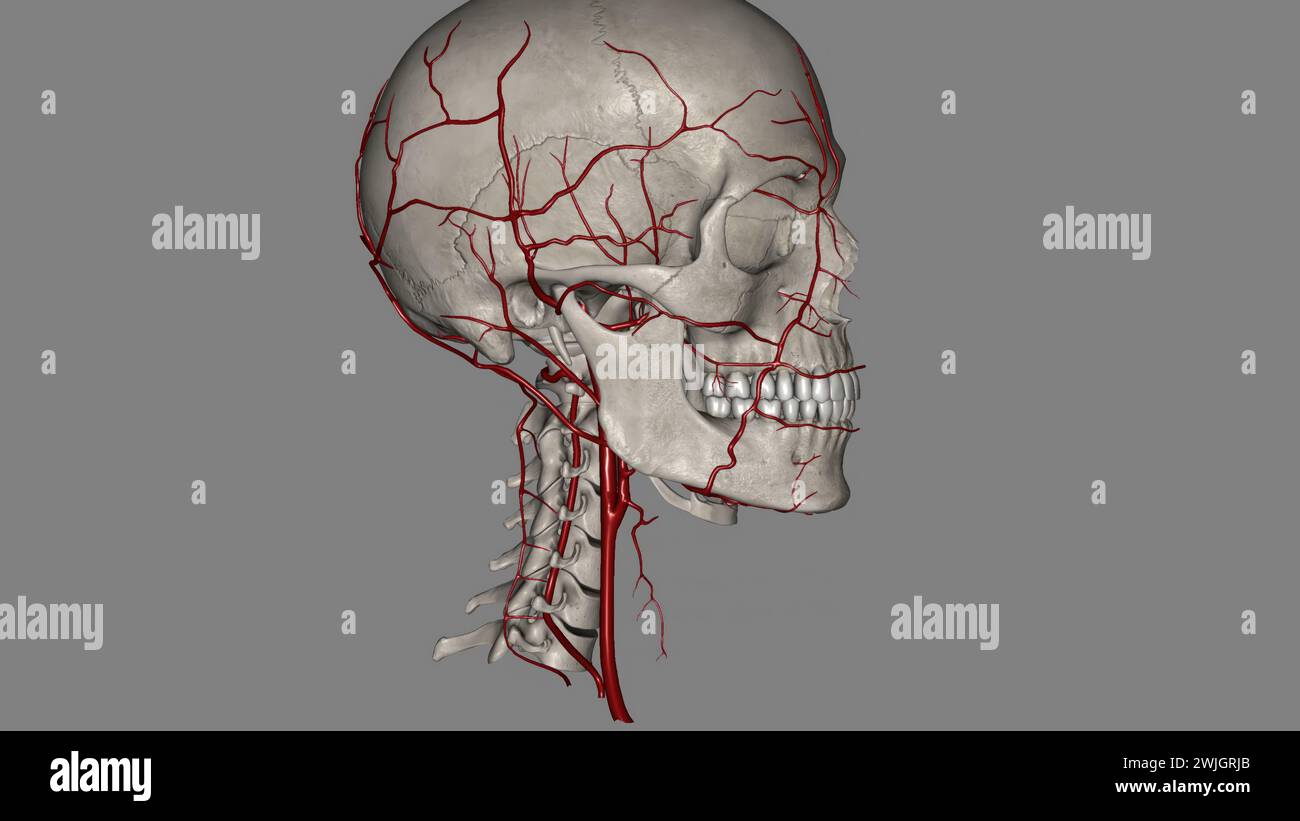 Arterien des Kopfes und Halses A. carotis externes Arteria carotis ...