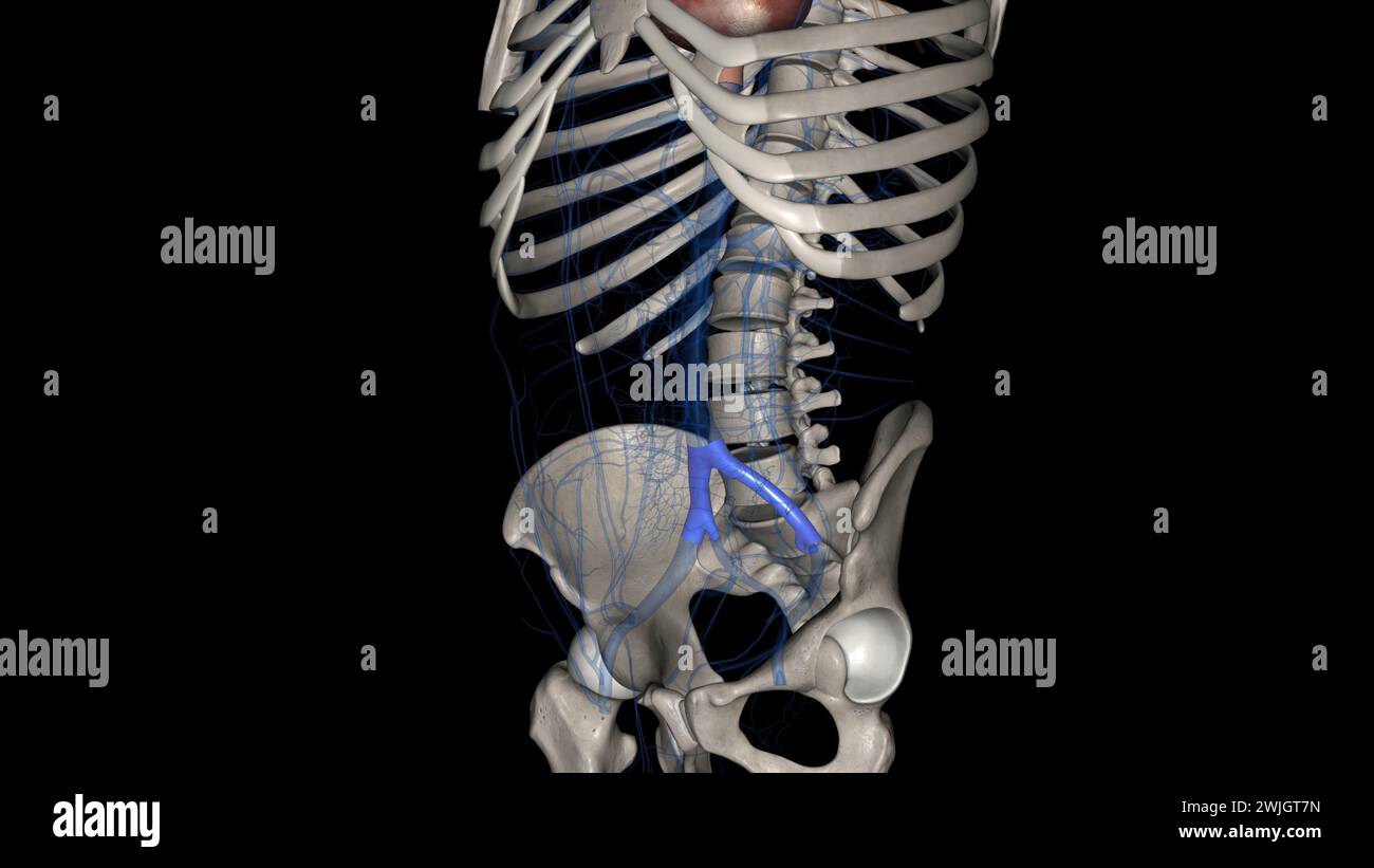 Arteria iliaca communis -Fotos und -Bildmaterial in hoher Auflösung – Alamy