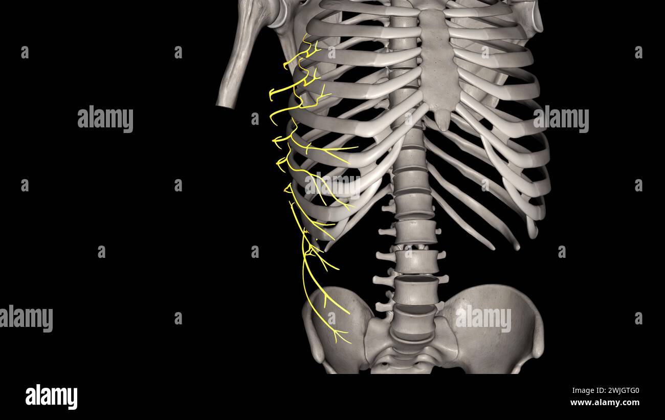 Anatomie du muscle intercostal -Fotos und -Bildmaterial in hoher ...