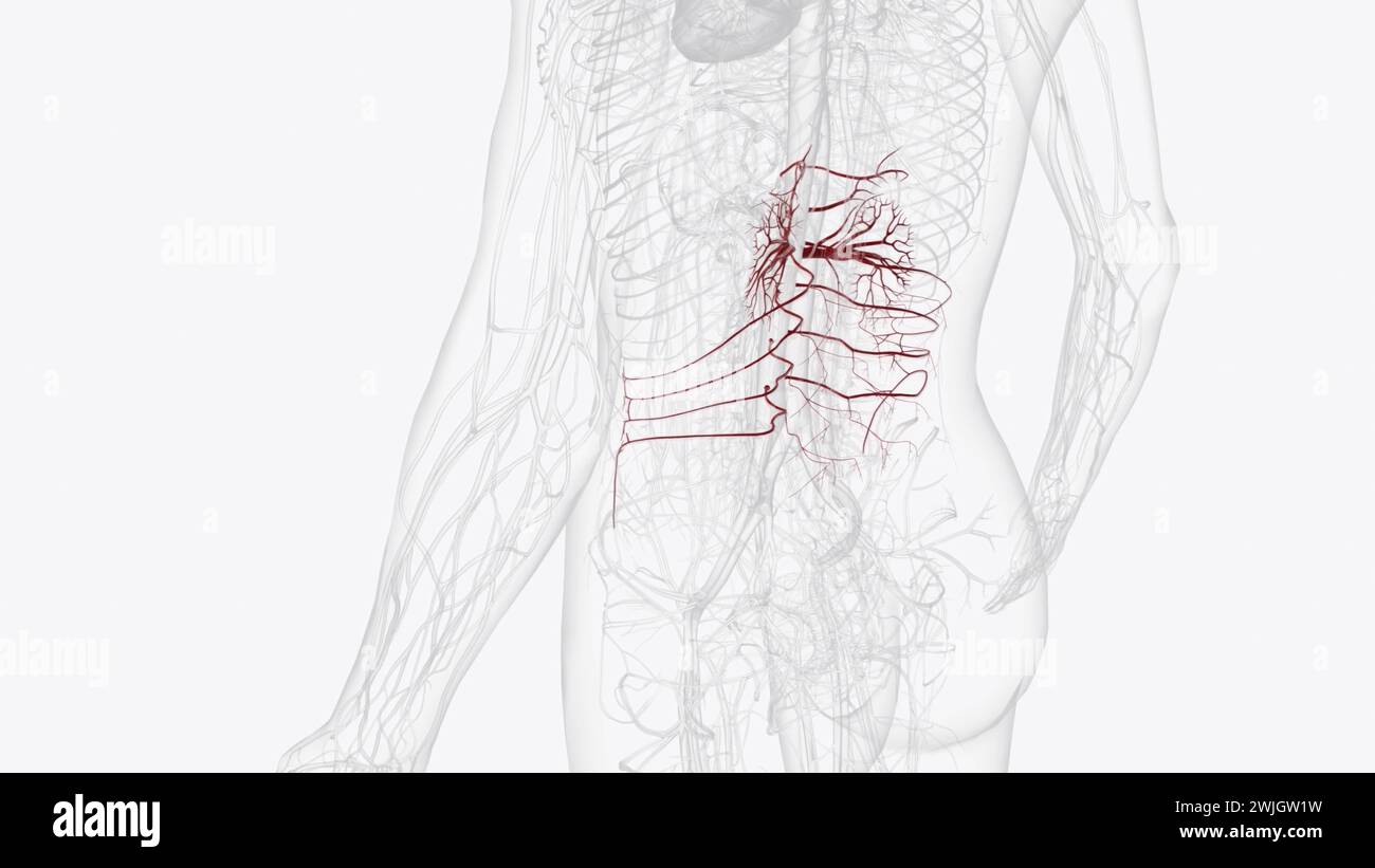 Aorta abdominal y vena cava -Fotos und -Bildmaterial in hoher Auflösung ...