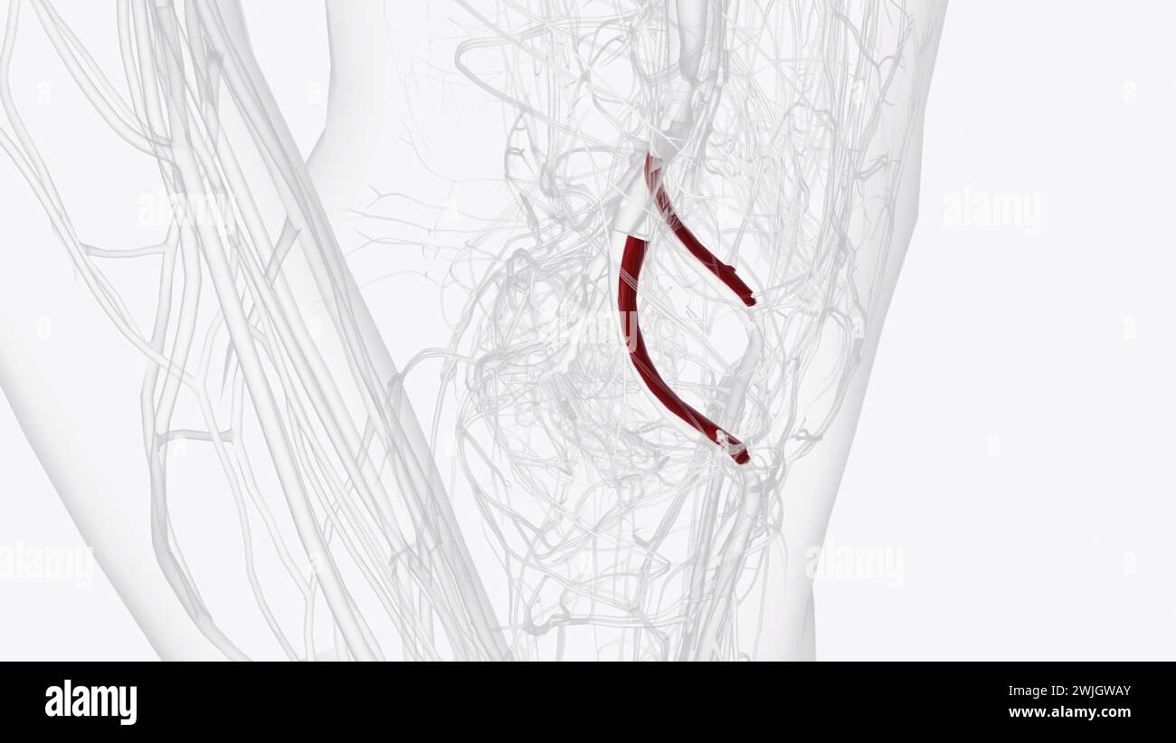 Arterias femoral -Fotos und -Bildmaterial in hoher Auflösung – Alamy