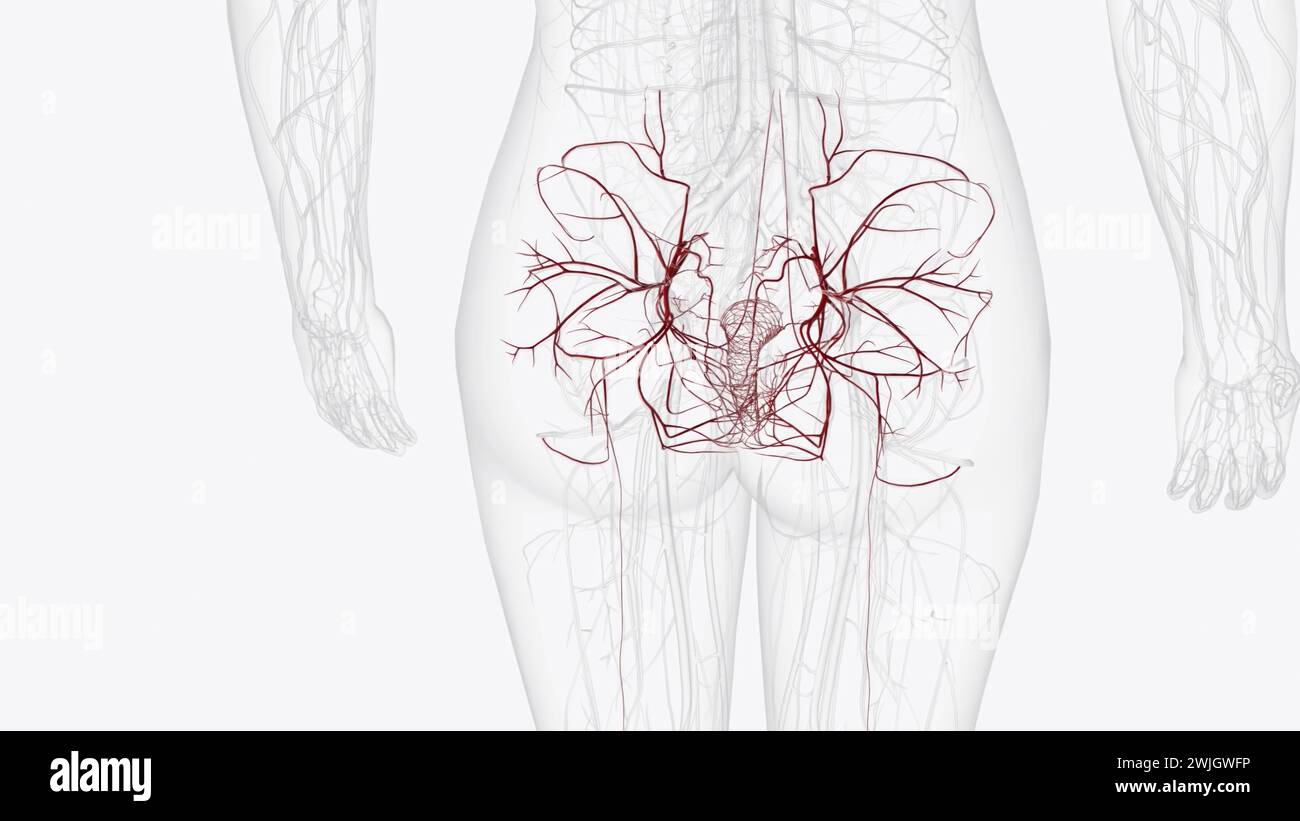 Iliac artery -Fotos und -Bildmaterial in hoher Auflösung – Alamy