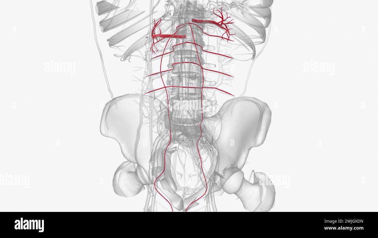 Aorta abdominal y vena cava -Fotos und -Bildmaterial in hoher Auflösung ...