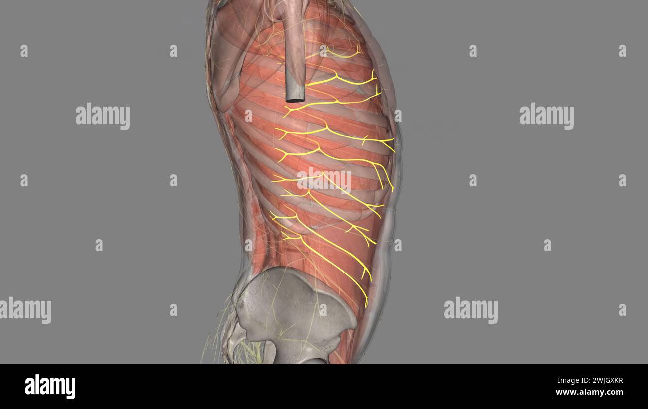 Anatomie du muscle intercostal -Fotos und -Bildmaterial in hoher ...