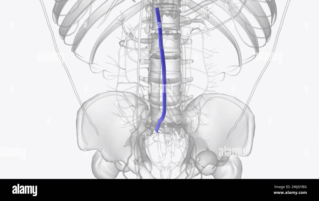 Terminales ileum -Fotos und -Bildmaterial in hoher Auflösung – Alamy