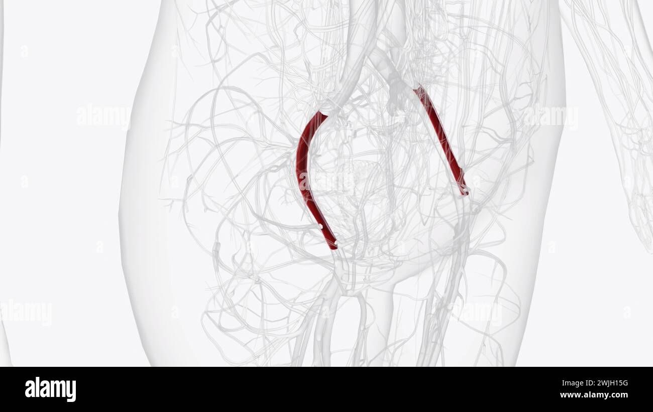 Arterias femoral -Fotos und -Bildmaterial in hoher Auflösung – Alamy