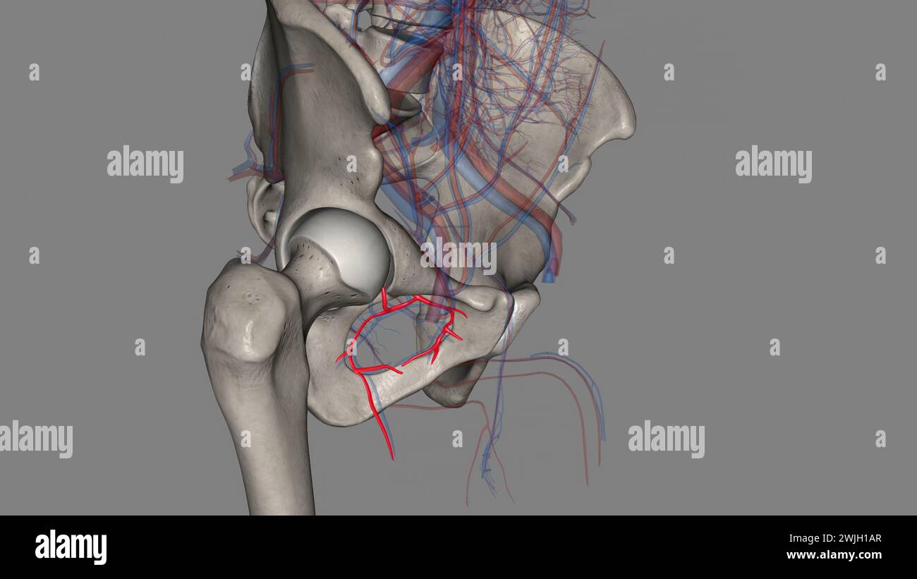 Musculo obturador interno -Fotos und -Bildmaterial in hoher Auflösung ...
