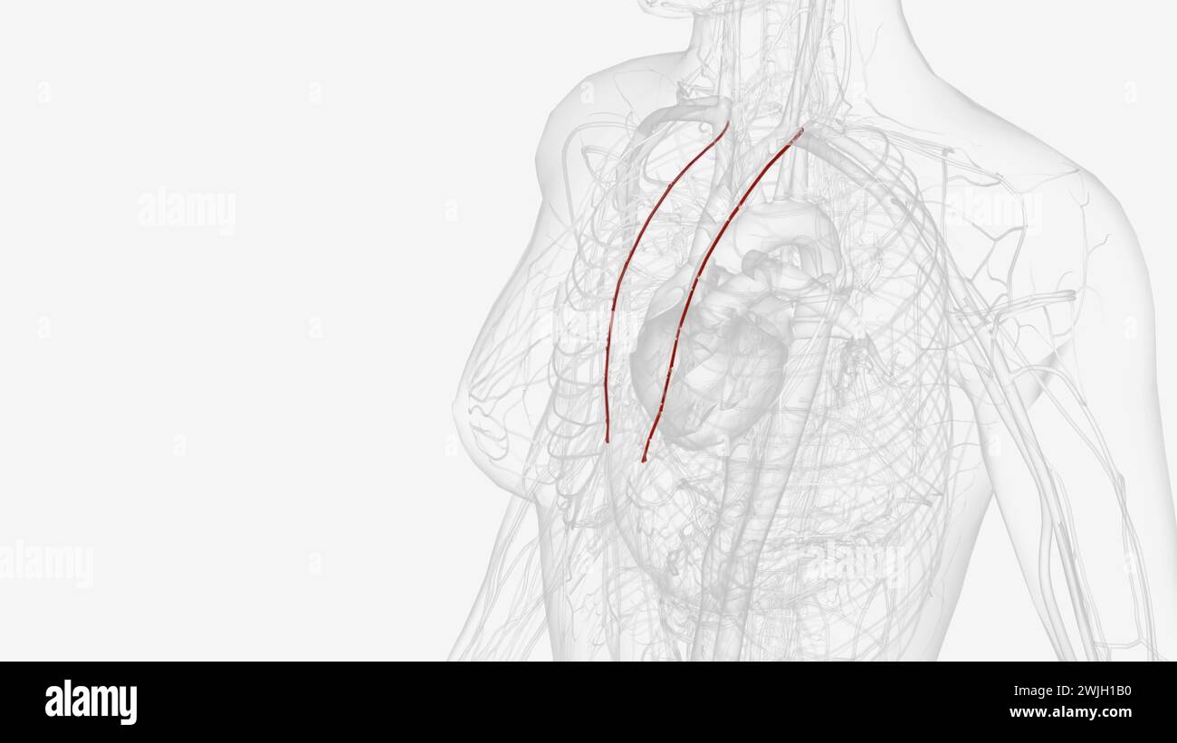 Arteria toracica interna sinistra -Fotos und -Bildmaterial in hoher ...