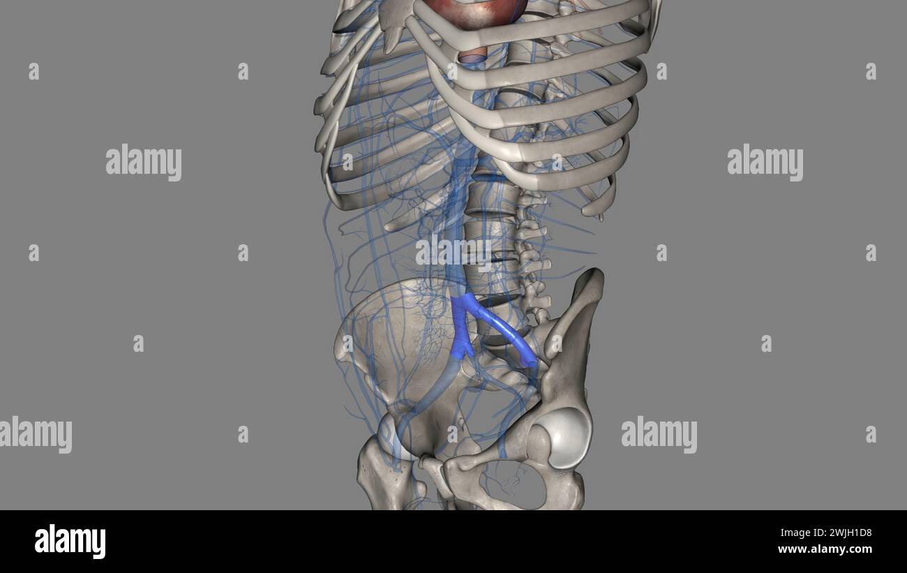 Arteria iliaca communis -Fotos und -Bildmaterial in hoher Auflösung – Alamy