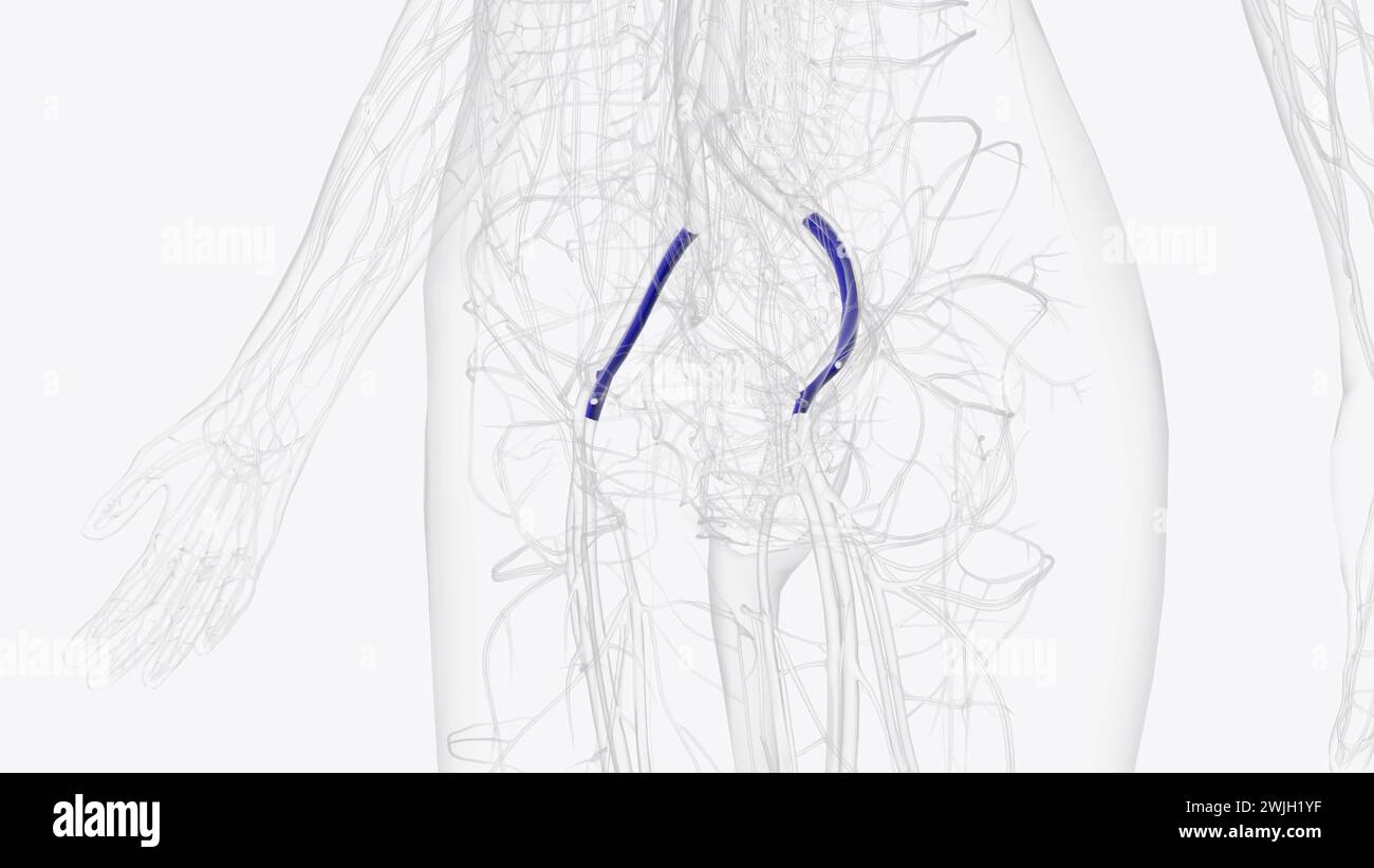 Beckenbeinarterie extern -Fotos und -Bildmaterial in hoher Auflösung ...