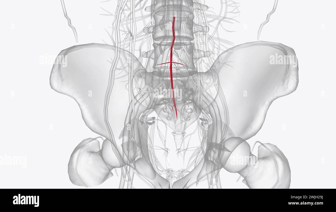Die Arteria sacralis median (oder Arteria sacralis Mitte) ist eine ...