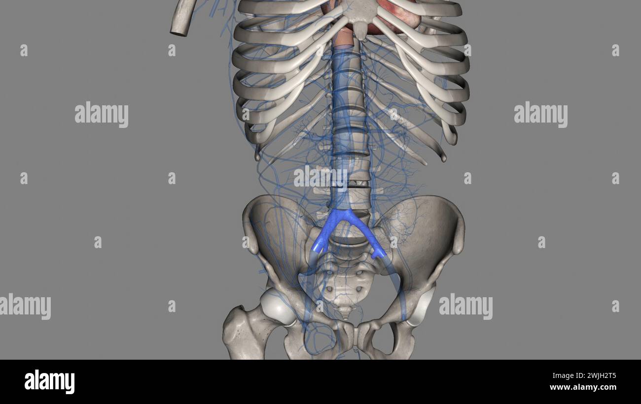 Arteria iliaca communis -Fotos und -Bildmaterial in hoher Auflösung – Alamy