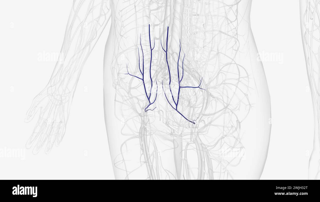 In der menschlichen Anatomie ist die Arteria epigastrica inferior eine ...
