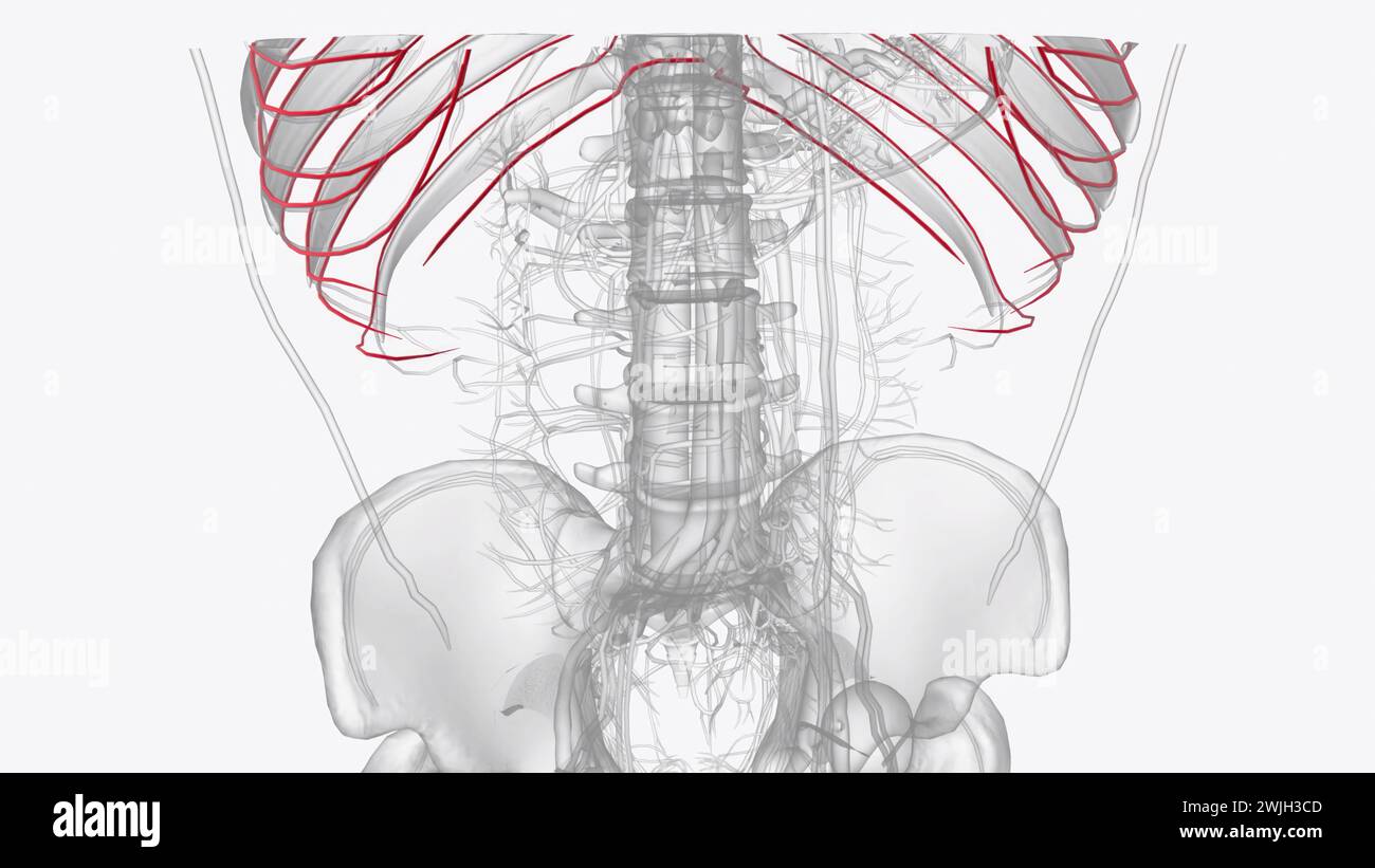 Arteria epigastrica inferior -Fotos und -Bildmaterial in hoher Auflösung – Alamy
