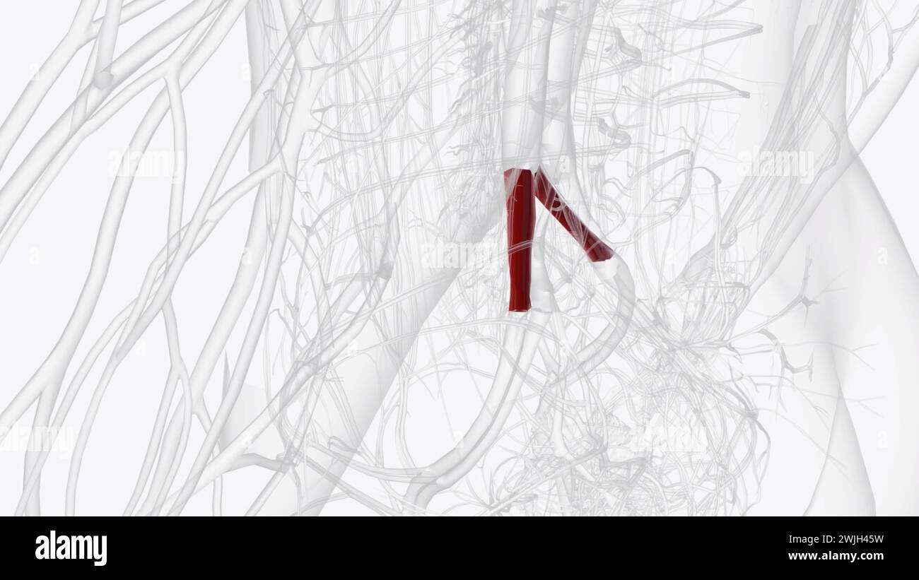 Arteria iliaca communis -Fotos und -Bildmaterial in hoher Auflösung – Alamy