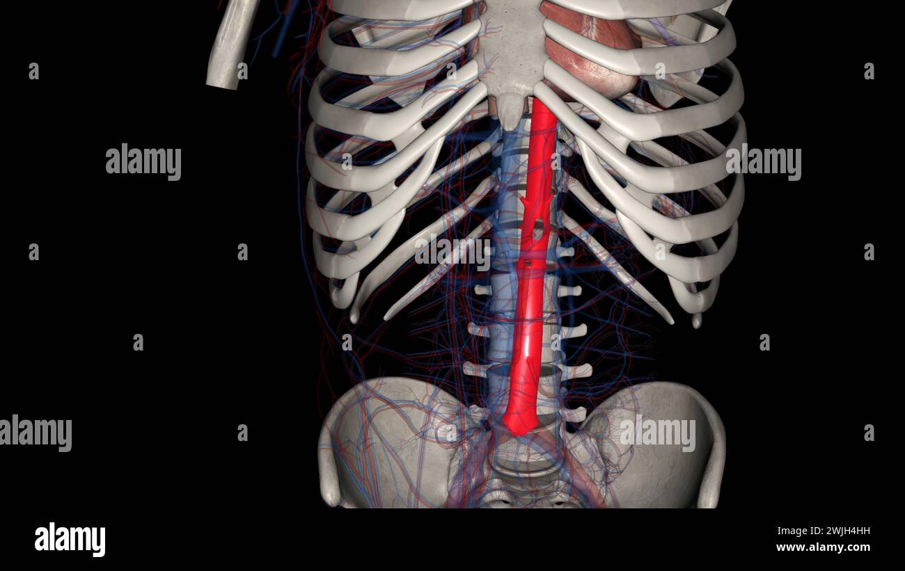 Aorta abdominal y vena cava -Fotos und -Bildmaterial in hoher Auflösung ...