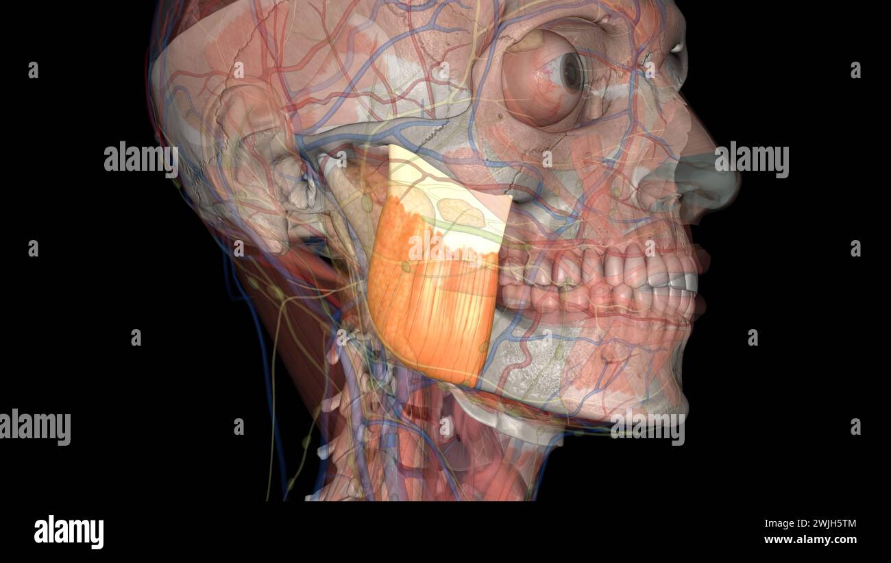 Musculus masseter -Fotos und -Bildmaterial in hoher Auflösung – Alamy