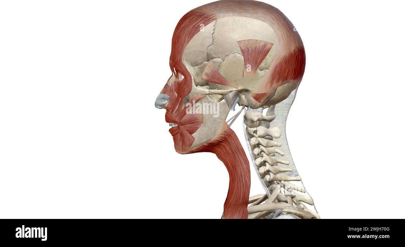Musculos de cabeza y cuello Ausgeschnittene Stockfotos und -bilder - Alamy