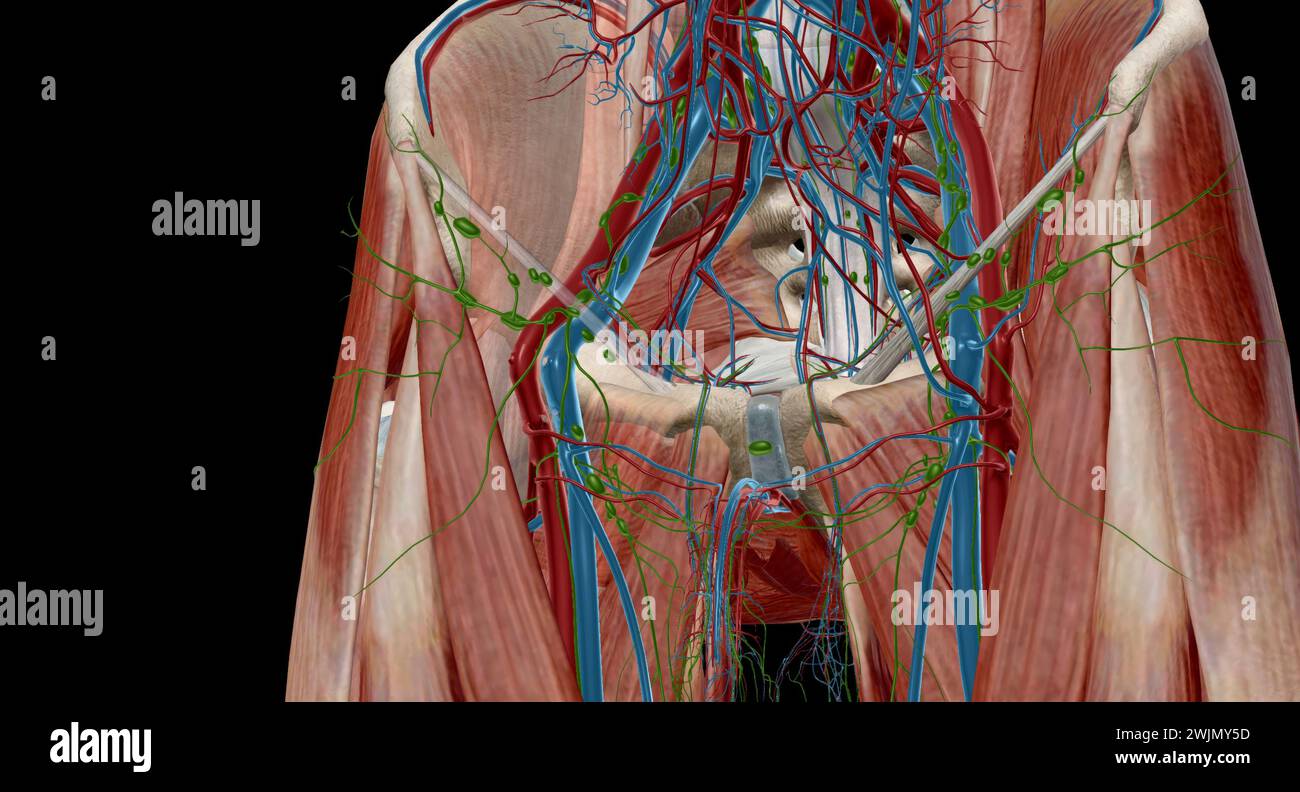 Inguinal lymph nodes -Fotos und -Bildmaterial in hoher Auflösung – Alamy