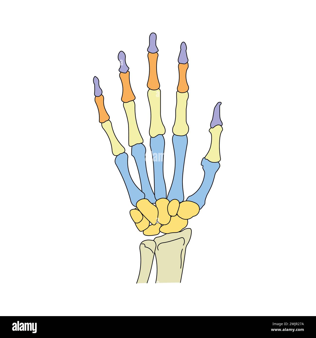 Anatomie der handgelenkskarpale Ausgeschnittene Stockfotos und -bilder ...