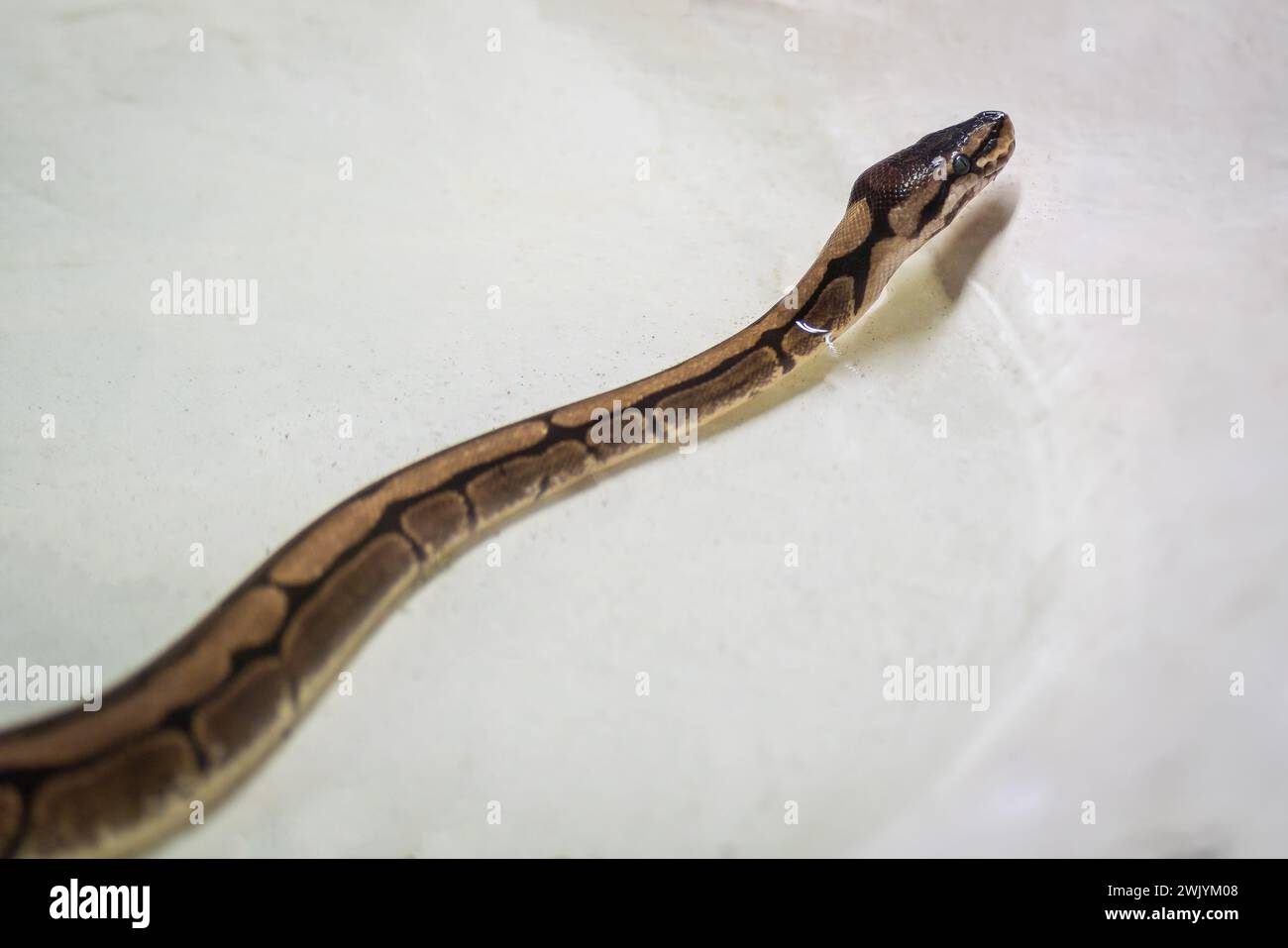 Afrikanischer python -Fotos und -Bildmaterial in hoher Auflösung – Alamy