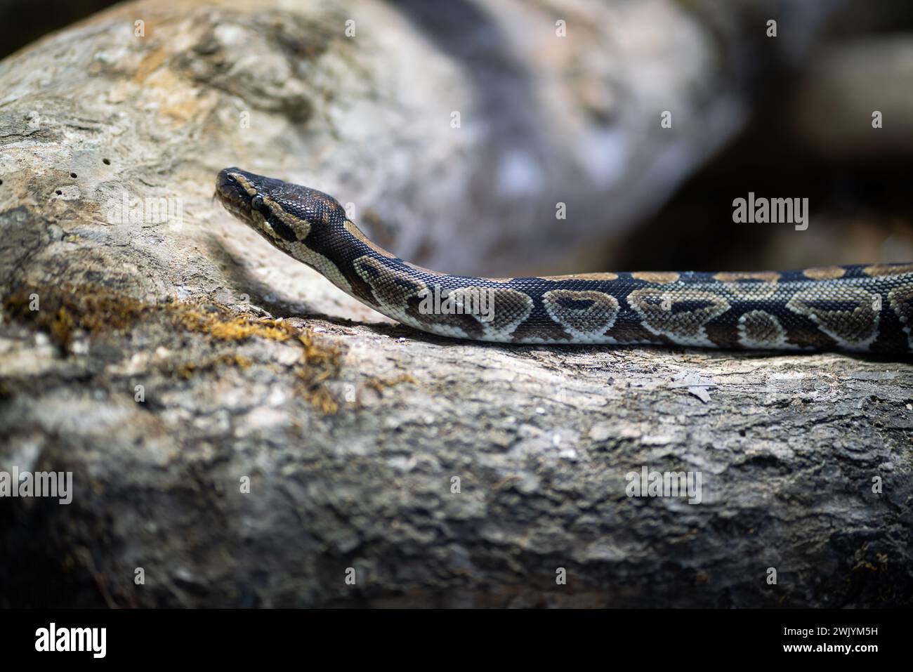 Afrikanischer python -Fotos und -Bildmaterial in hoher Auflösung – Alamy