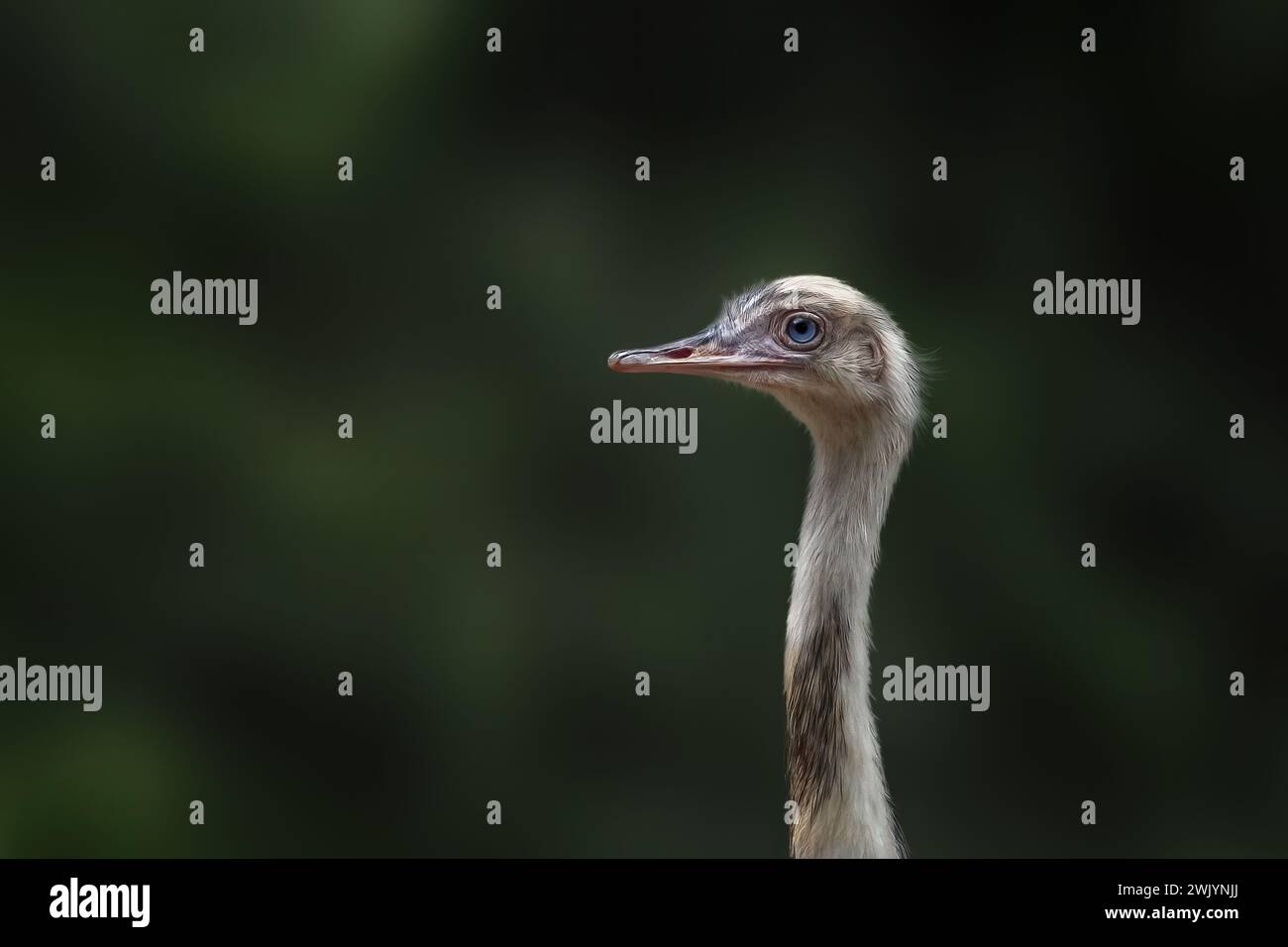 Albino rhea -Fotos und -Bildmaterial in hoher Auflösung – Alamy