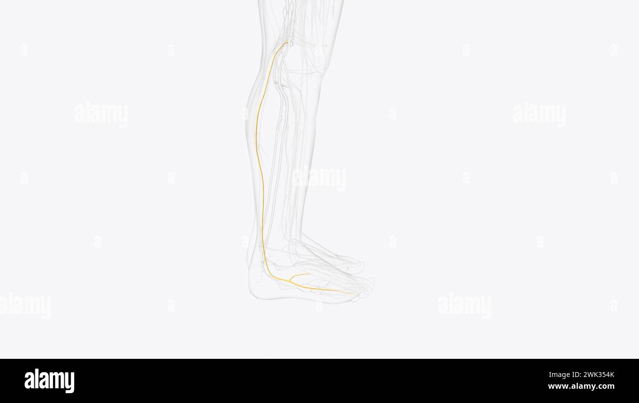 Nervus suralis -Fotos und -Bildmaterial in hoher Auflösung – Alamy