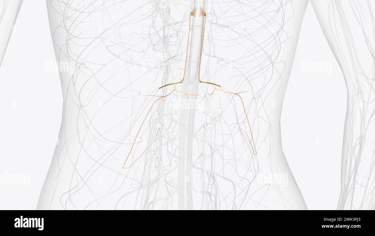 Menschliche leistengegend -Fotos und -Bildmaterial in hoher Auflösung ...
