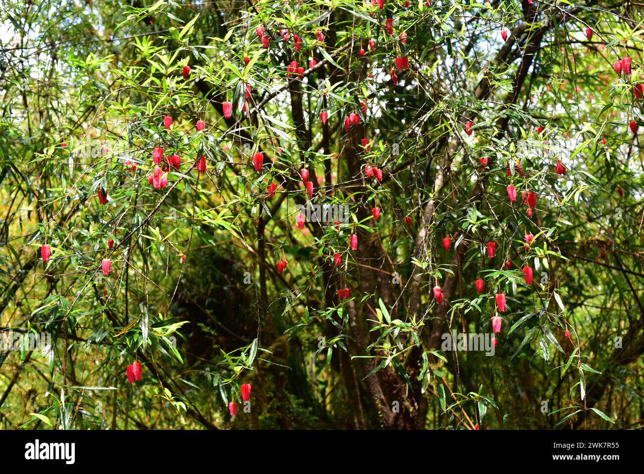 Chilenischer Laternenbaum oder Chaquihue (Crinodendron hookerianum) ist ...