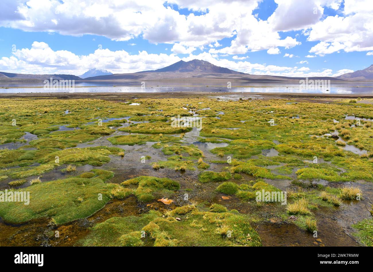 Bofedal ist eine Art Feuchtgebiet in Bolivien, Chile und Peru Anden ...