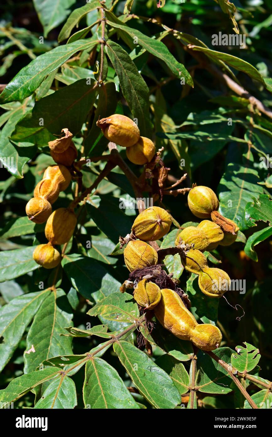Gelbe früchte -Fotos und -Bildmaterial in hoher Auflösung – Alamy