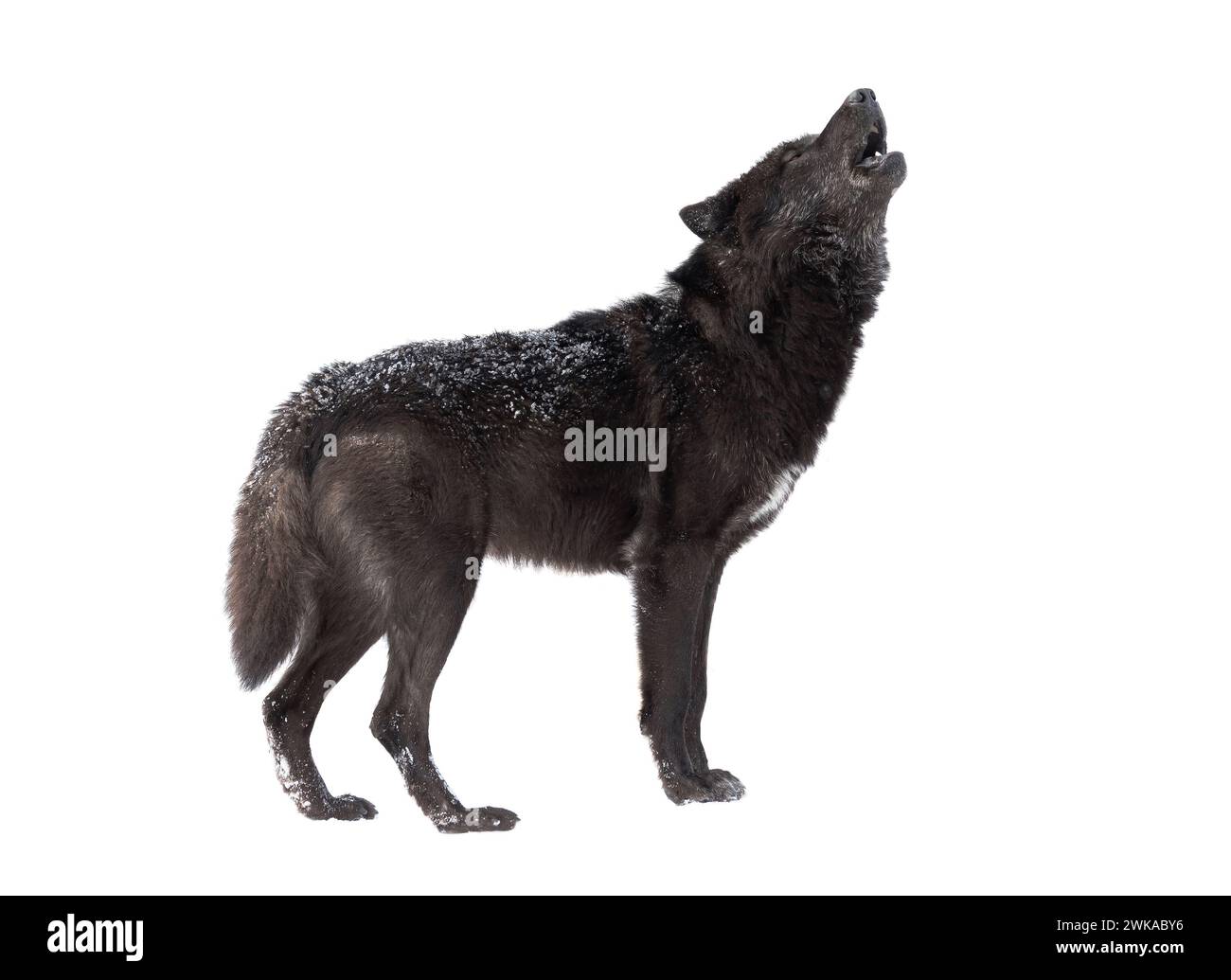 Heulender wolf Ausgeschnittene Stockfotos und -bilder - Alamy
