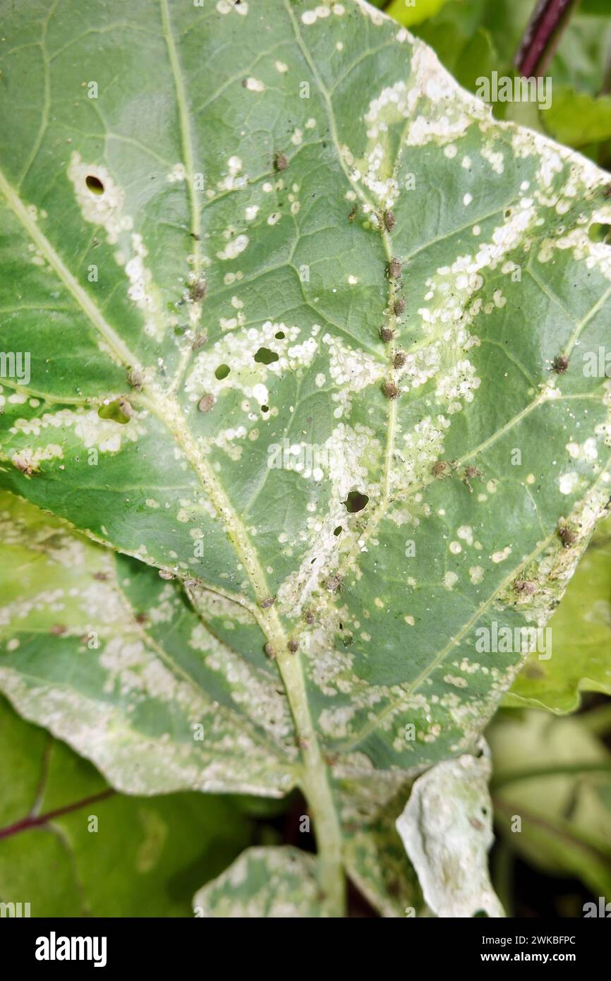 Ceutorhynchus quadridens -Fotos und -Bildmaterial in hoher Auflösung ...