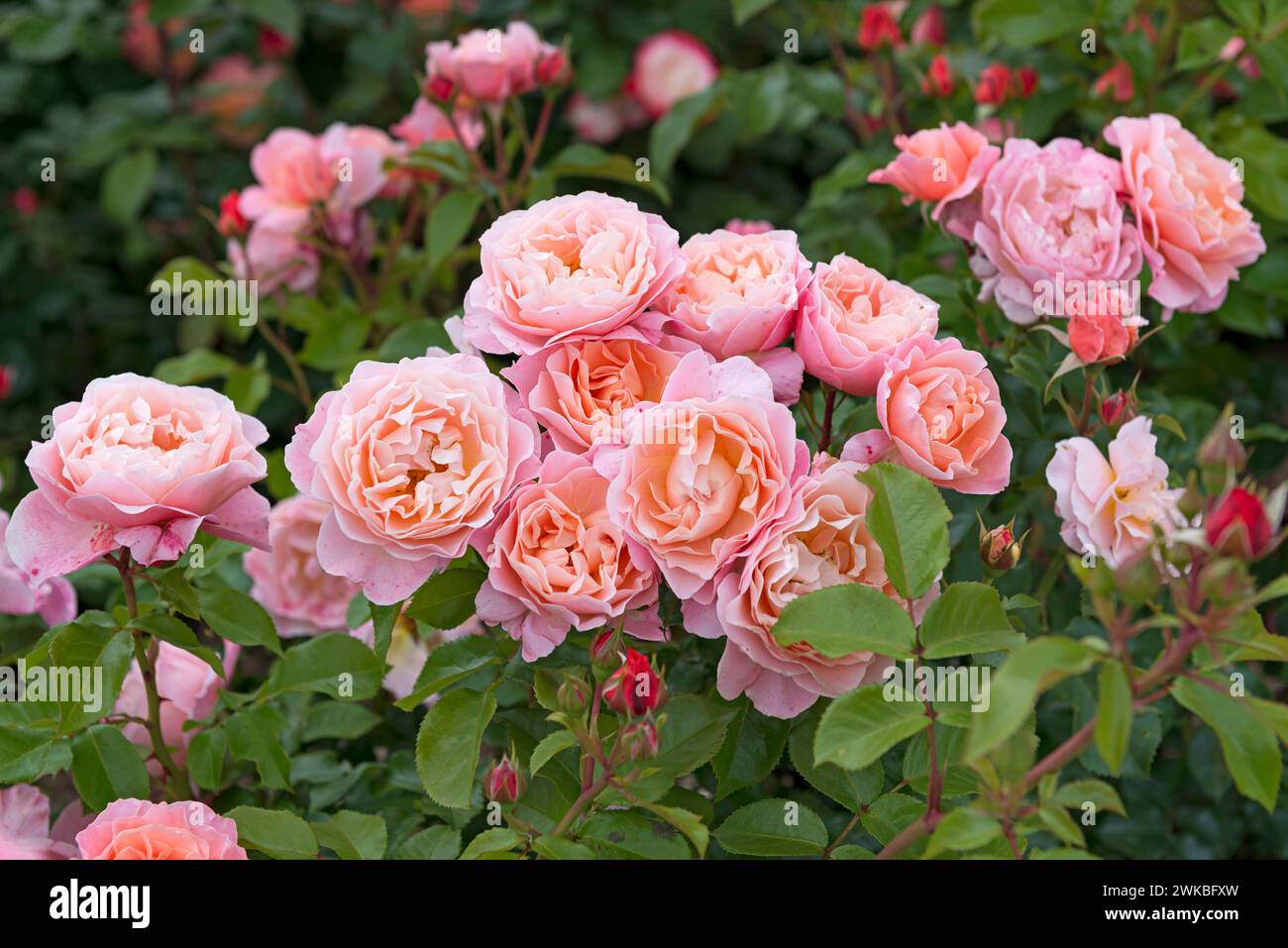 Rosa marie curie -Fotos und -Bildmaterial in hoher Auflösung – Alamy