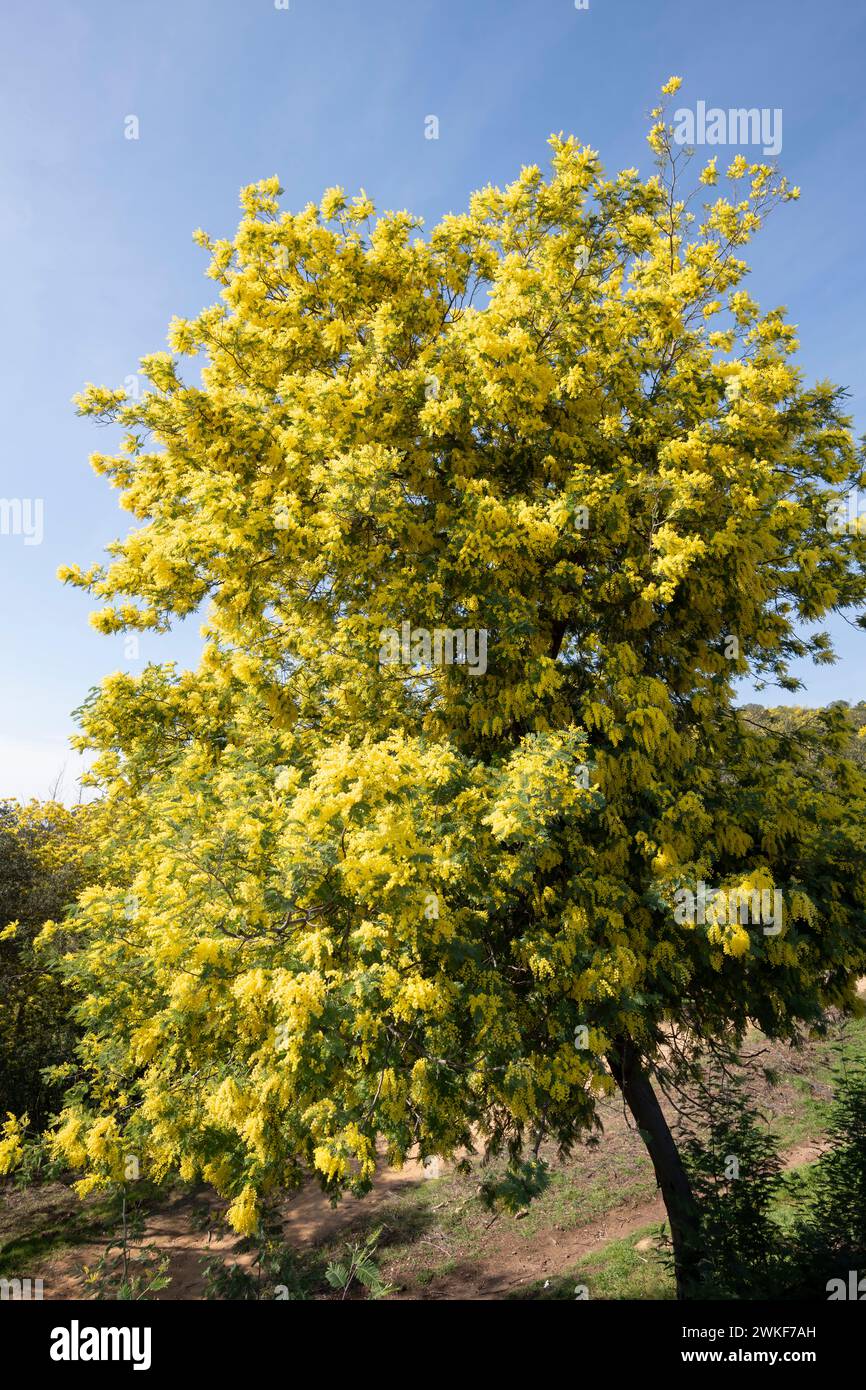 Blühender wilder Mimosa-Baum. Symbol des 8. März, glücklicher Frauentag ...