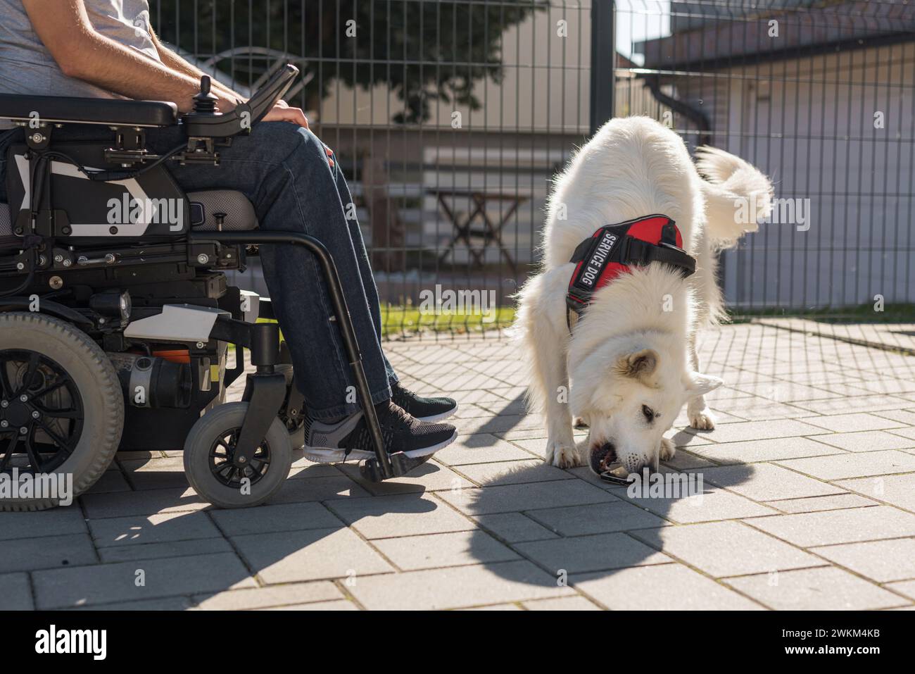 Ein Servicehund hilft einem Mann im Rollstuhl, um ein ...