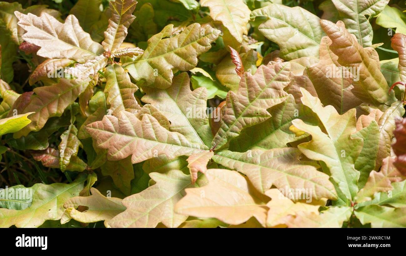 Es sind neue eichen -Fotos und -Bildmaterial in hoher Auflösung – Alamy