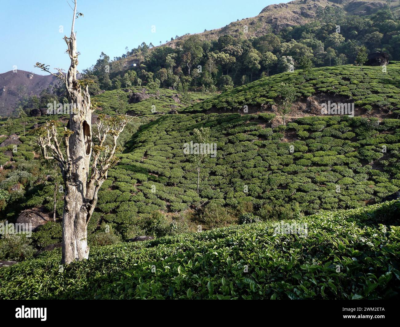 Munnar attraktion -Fotos und -Bildmaterial in hoher Auflösung – Alamy