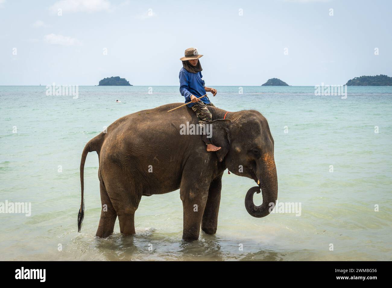 Koh Chang, Thailand. Februar 2024. Ein Mahout und sein Elefant werden zu Beginn eines ...