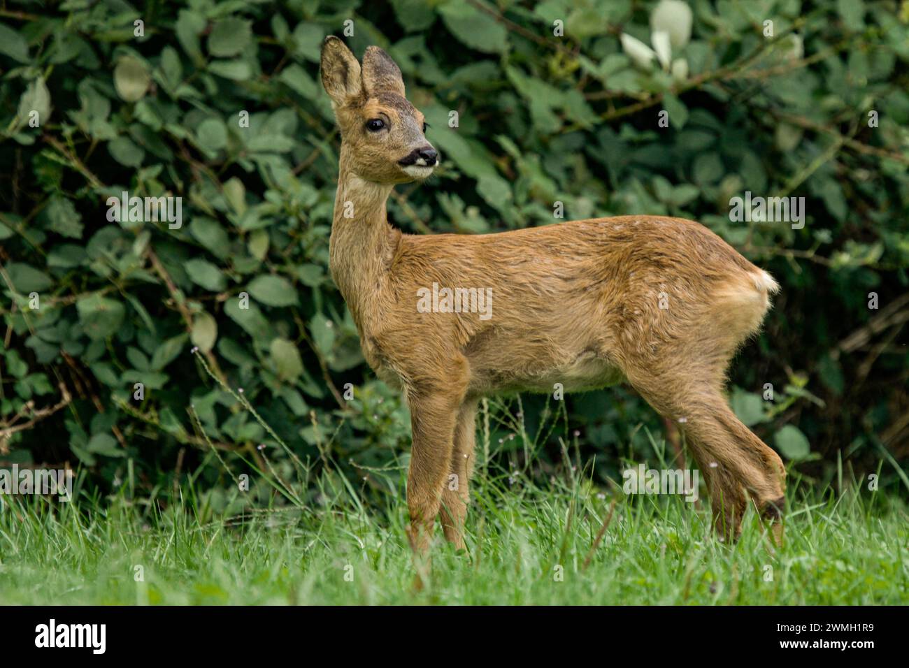 Hecke und wiese -Fotos und -Bildmaterial in hoher Auflösung – Alamy