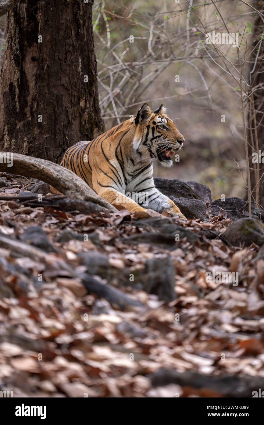 Der bengalische Tiger (Panthera tigris tigris) liegt zwischen Felsen ...