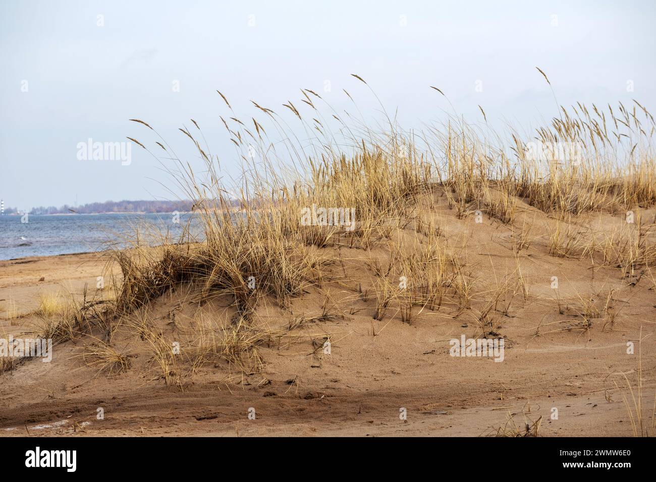 Seeigel an land -Fotos und -Bildmaterial in hoher Auflösung – Alamy