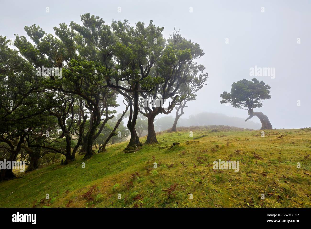 Nebelverhangene landschaft -Fotos und -Bildmaterial in hoher Auflösung ...